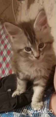 Котенок мэйн кун