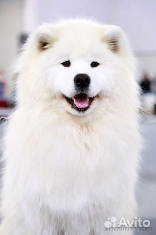 Приглашаем на вязку Самоед Чемпион России