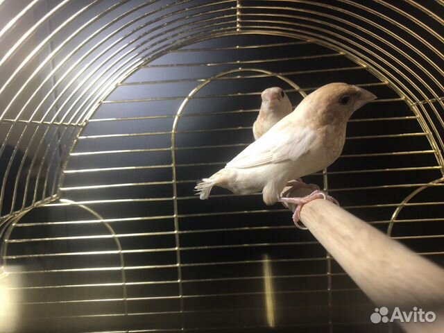 Японские амадины