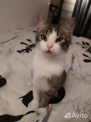 Котик в добрые руки