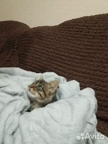 Ласковый котёнок