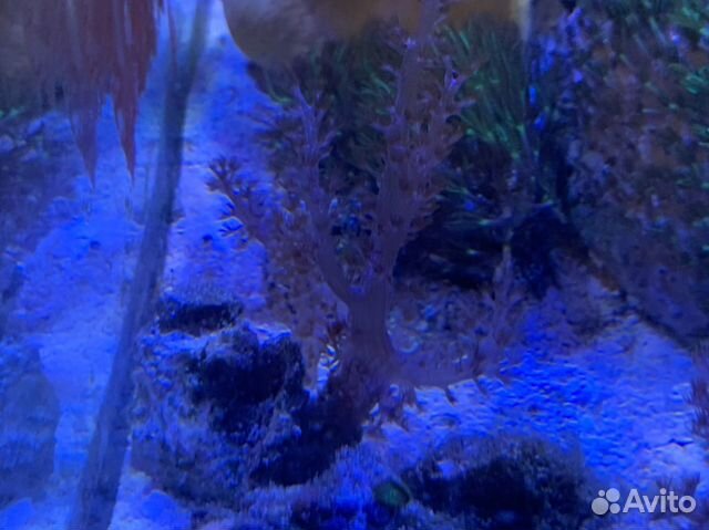 Живые кораллы