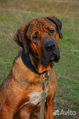 Шикарные Тоса ину (японский мастиф )