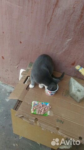 Котеночек в дар