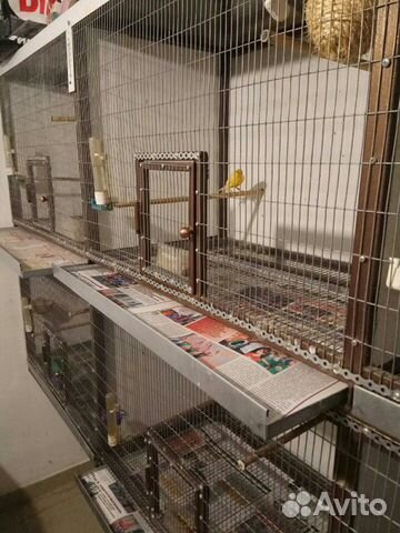 Канарейки с клеткой