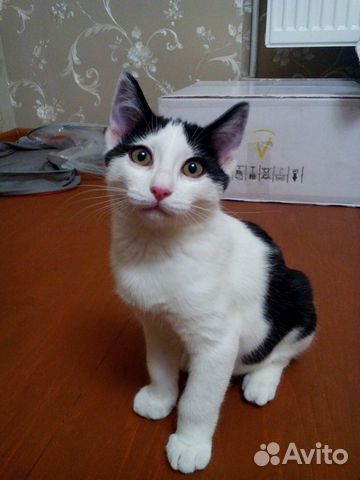 Двое очаровательных котят ищут дом