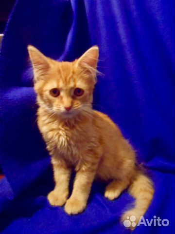 Котята Огненно-Рыжий Пушистик в дар в добрые руки