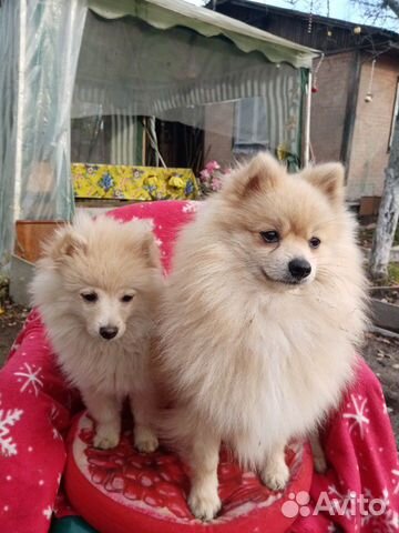 Щенки шпица