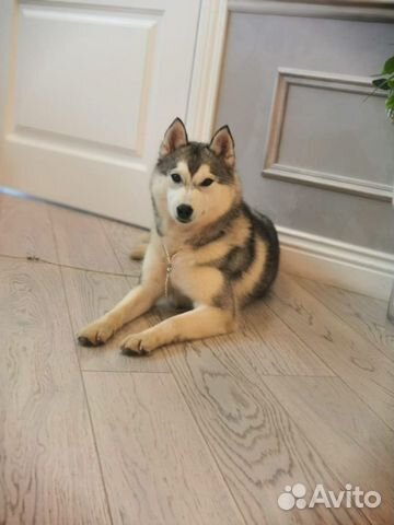 Отдается сука хаски 1 год
