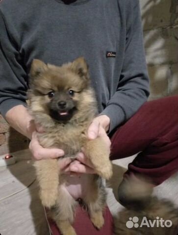 Милашка шпиц