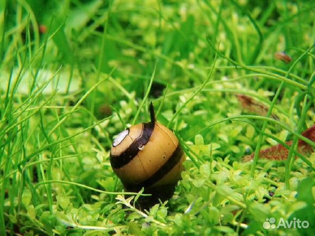 Рогатые улитки