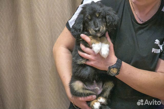 Щенок Мартин 3м привит, привезем,будет по колено