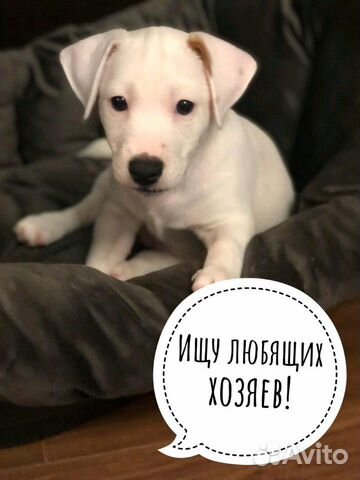 Нежный ангел