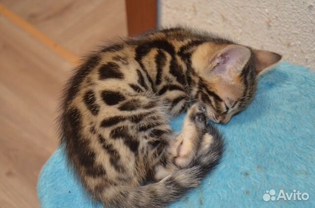 Бенгальские котята