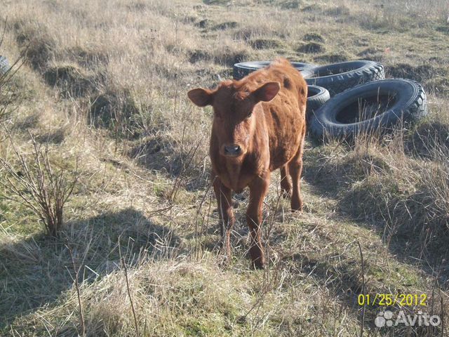 Телята Красная Степная и Свиньи на мясо