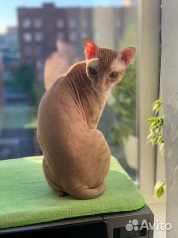 Вязка сфинкса донского