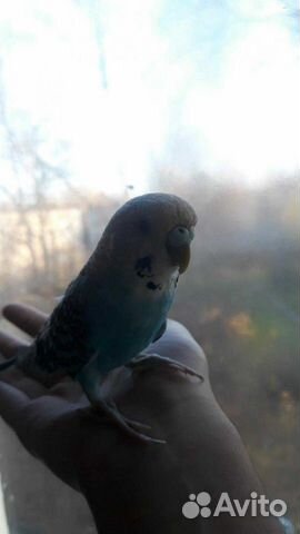 Волнистый попугай