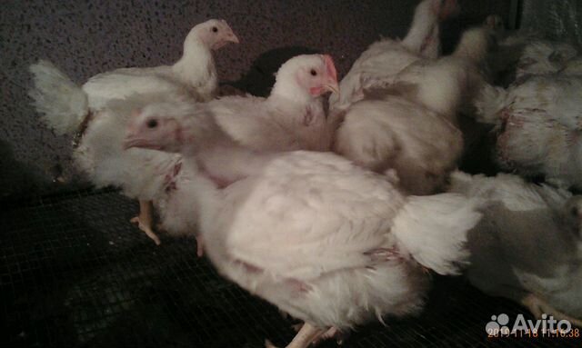 Домашние куры бройлер