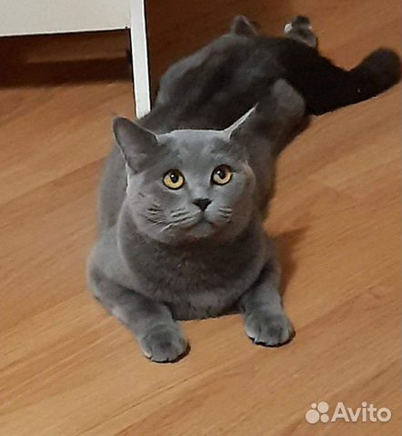 Вязка кошек