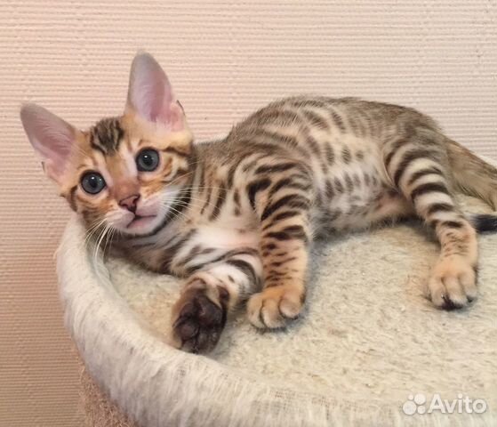 Бенгальская девочка