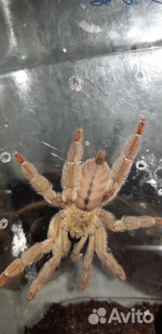 Продам паука psalmopoeus cambridgei