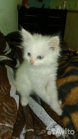 Кошки