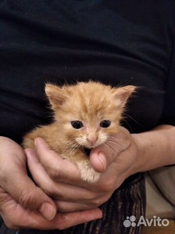 Прекрасный Рыжий котенок