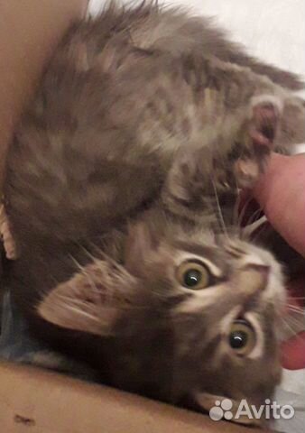 Двухмесячная девочка, ласковая, домашняя