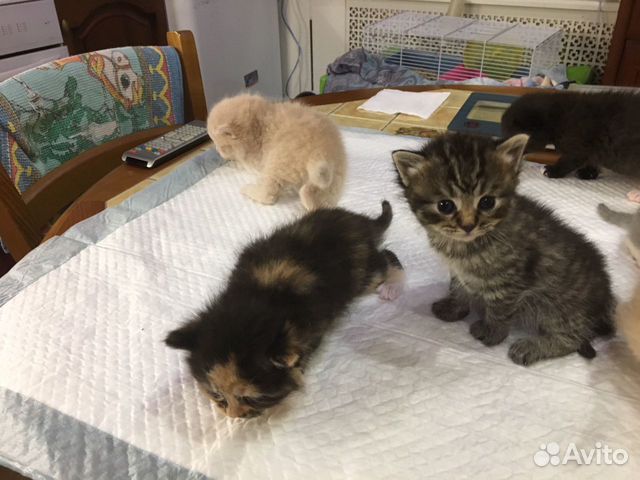 Котята от британской кошки