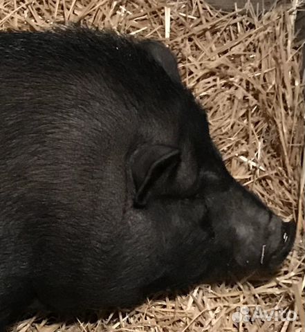 Вьетнамск вислобрюхий Хряк