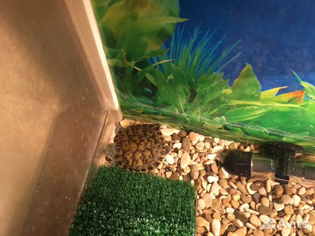 Продам двух маленьких черепашек