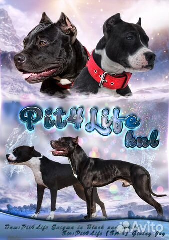 Шикарные щенки питбуля