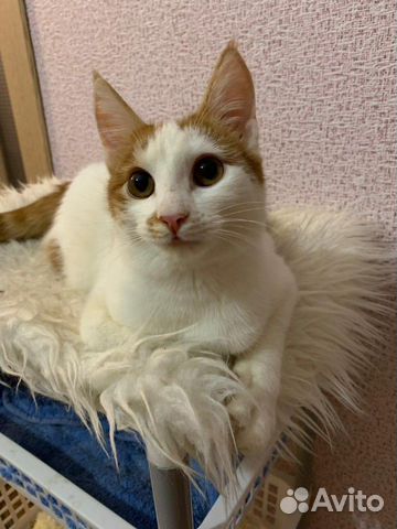 В добрые руки