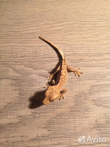 Реснитчатый бананоед или rhacodactylus ciliatus