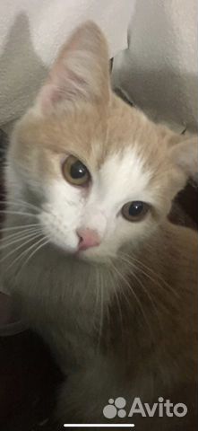 Каспер кот