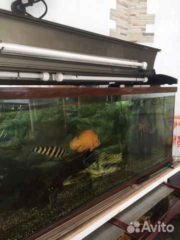 Аквариум