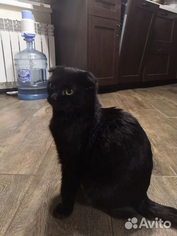 Шотландская