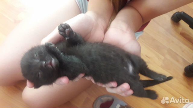 Ченый котик