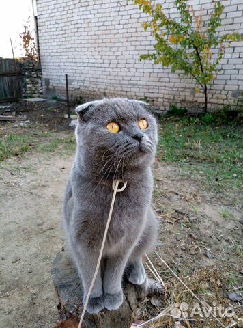 Ждём котика