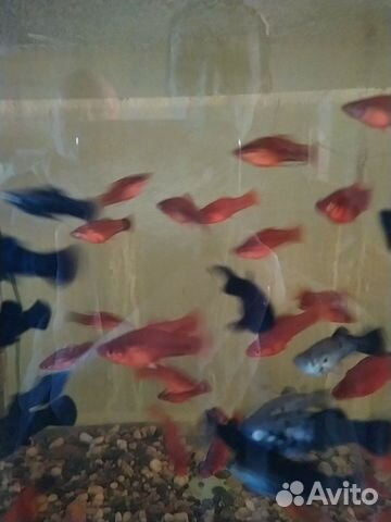Продам рыбки аквариумные- молинези и мечиносцы