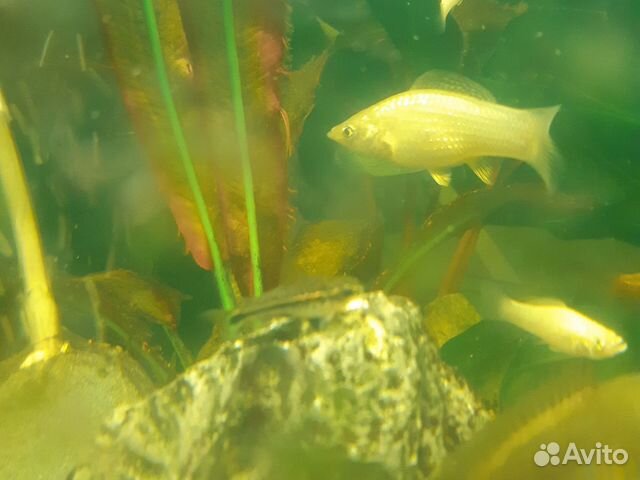 Молинезия подростки белая и далматин