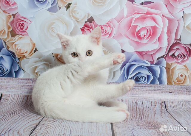 Котята Британчики