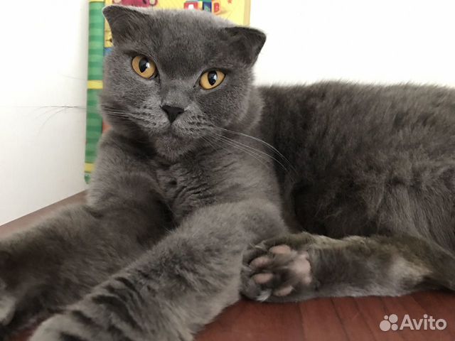Отдадим своего котика