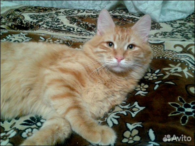 Отдадим котика Аватара (7,5 мес.) в надежные руки