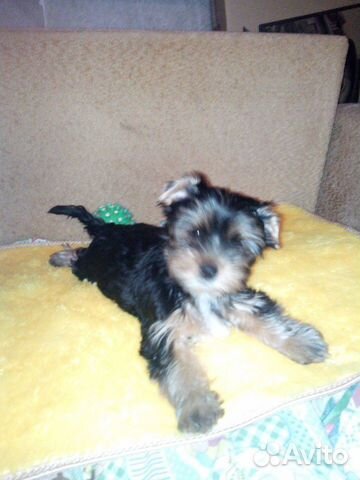 Йоркширский терьер