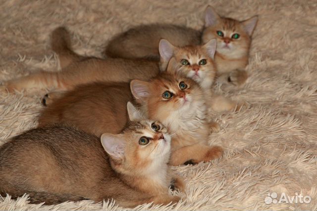 Элитные Британские котята