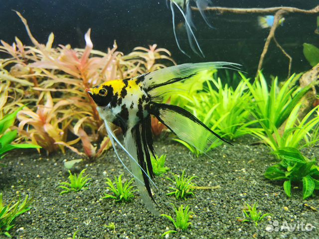 Скалярии кои вуалевые, птеригоплихт парчовый