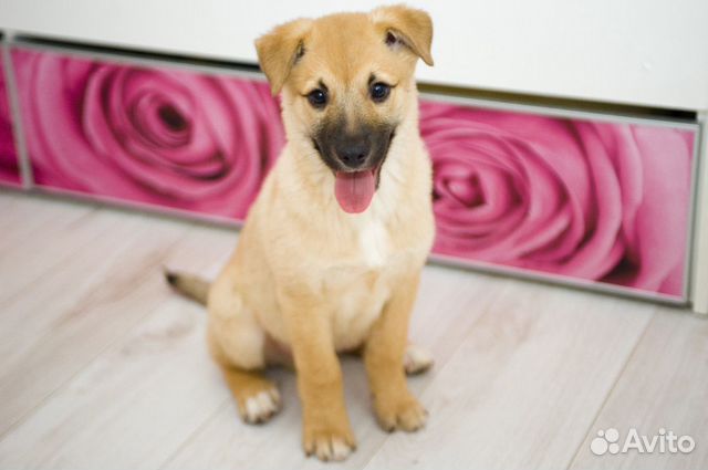 Очаровательный рыжик в дар