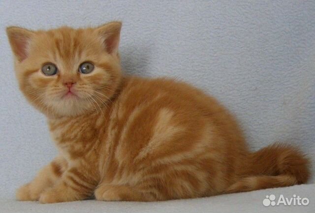 Британский котенок красный мрамор Майло