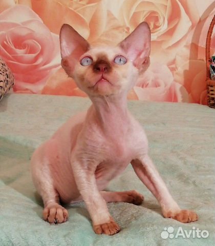 Котята девончики
